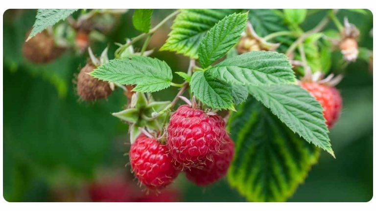 3 Raspberry Leaf Benefits: Dosage & Safety | The Botanical Institute