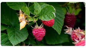 3 Raspberry Leaf Benefits: Dosage & Safety | The Botanical Institute