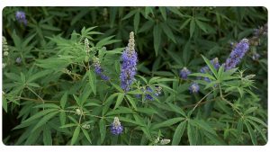 4 Vitex Benefits: Dosage & Safety | The Botanical Institute