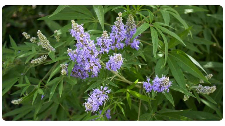 4 Vitex Benefits: Dosage & Safety | The Botanical Institute