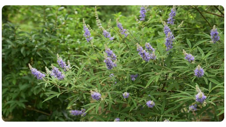 4 Vitex Benefits: Dosage & Safety | The Botanical Institute
