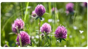 8 Best Herbs For Menopause | The Botanical Institute