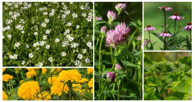 The Best Herbs For The Lymphatic System | The Botanical Institute