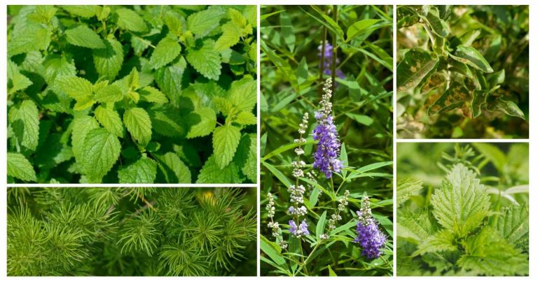 The 6 Best Herbs For Women’s Health | The Botanical Institute