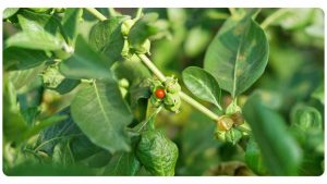 6 Benefits Of Withanolides | The Botanical Institute