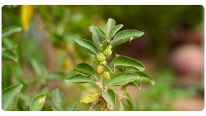 6 Benefits Of Withanolides | The Botanical Institute