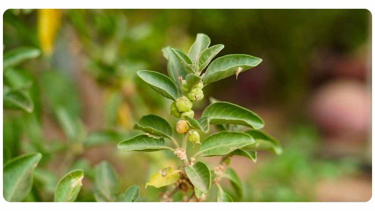 6 Benefits Of Withanolides | The Botanical Institute