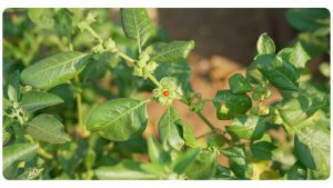 6 Benefits Of Withanolides | The Botanical Institute