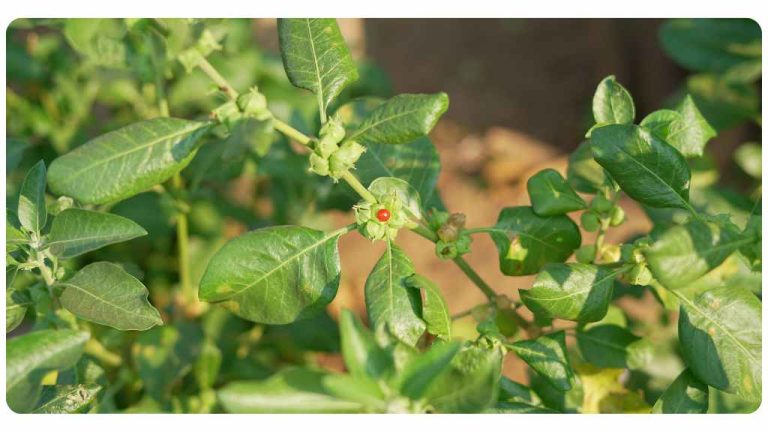 6 Benefits Of Withanolides | The Botanical Institute
