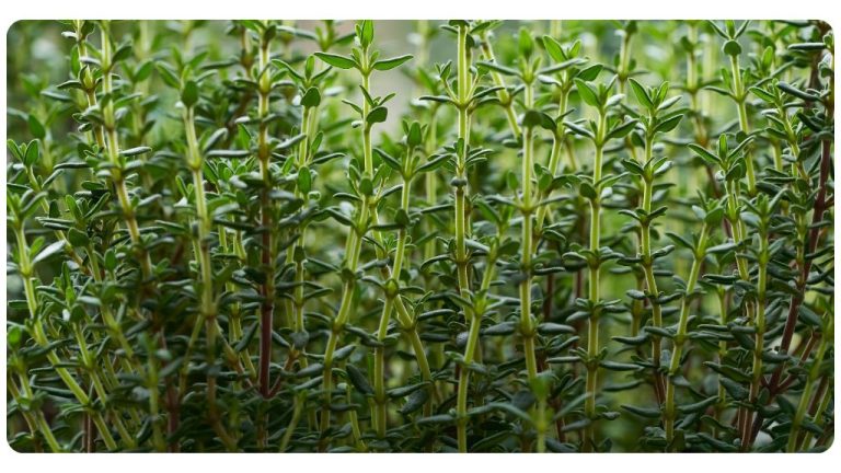 5 Benefits Of Thyme: Dosage & Safety | The Botanical Institute